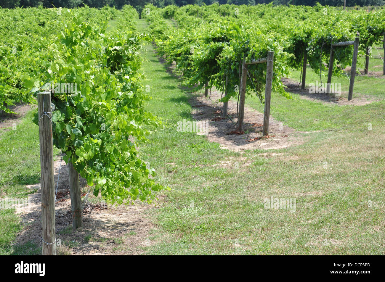 Grape Vineyard Winery Stock Photo - Alamy