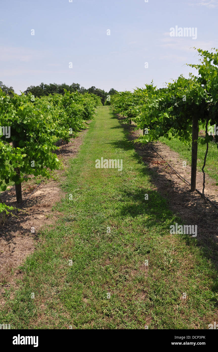 Grape Vineyard Winery Stock Photo - Alamy