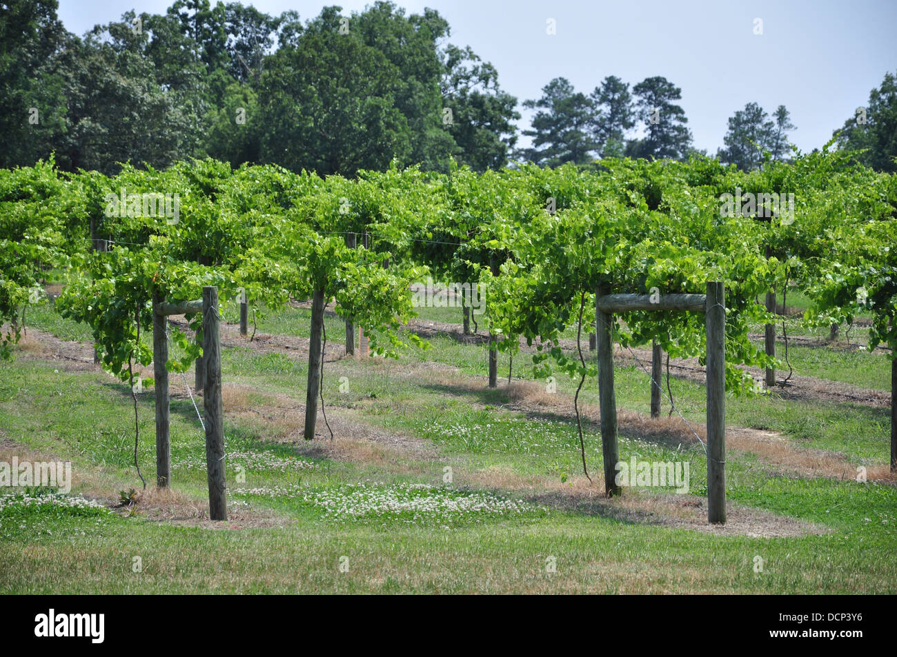 Grape Vineyard Winery Stock Photo - Alamy