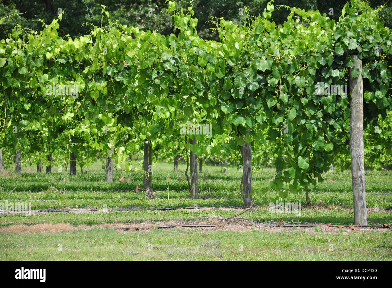 Wine Grape Vineyard Stock Photo - Alamy