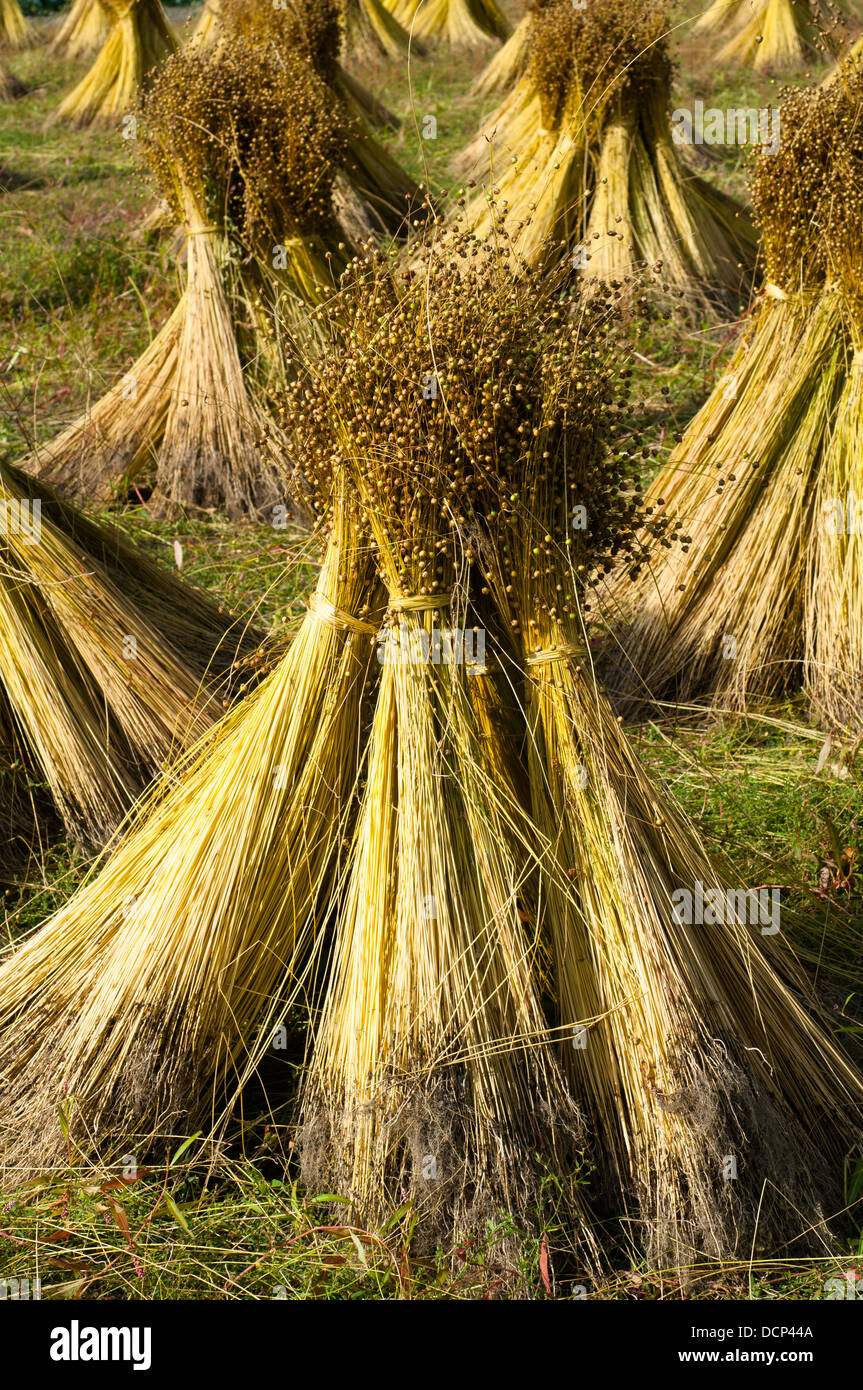 vlas, flax in friesland Stock Photo - Alamy