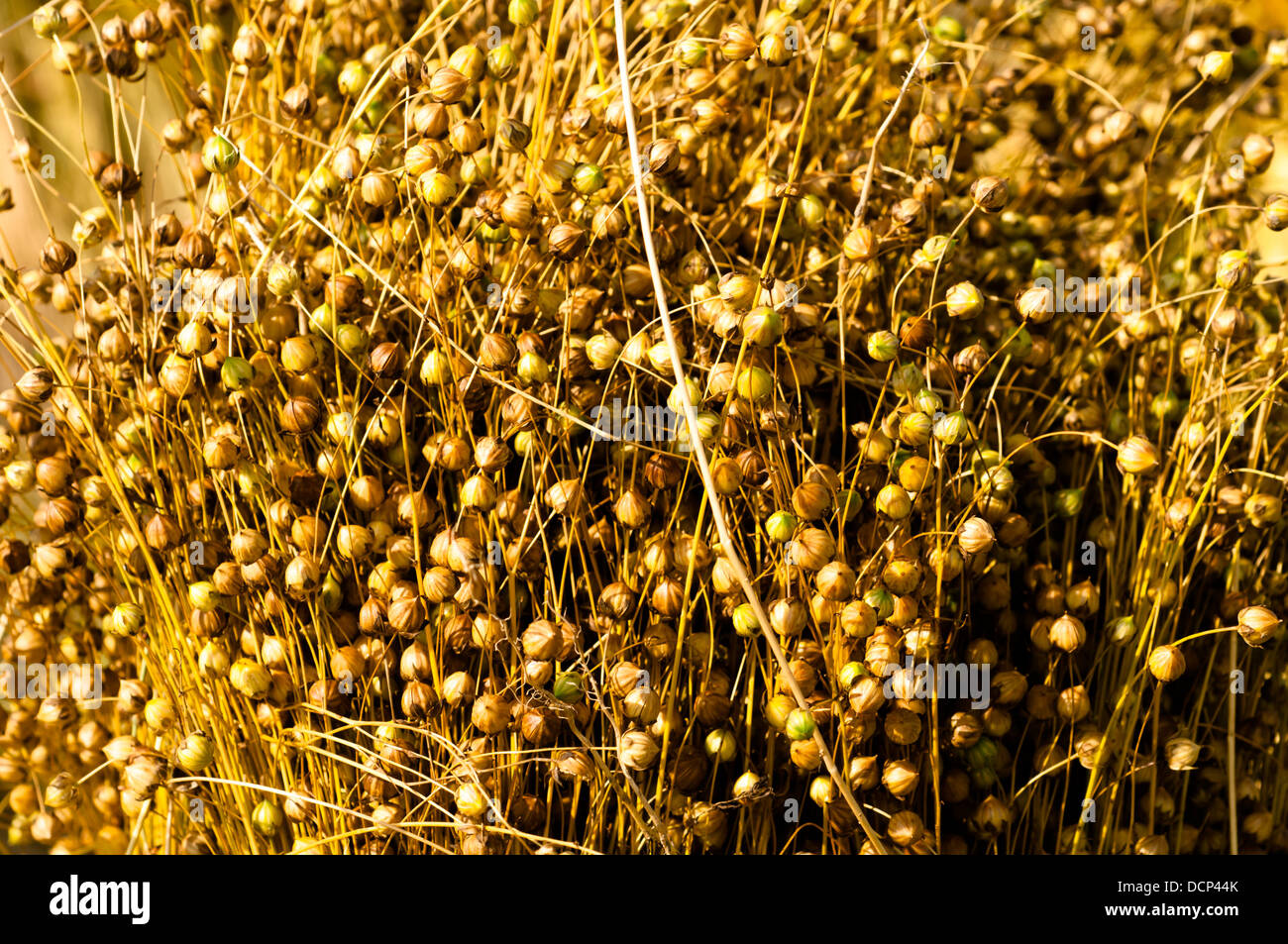 Vlas hi-res stock photography and images - Alamy