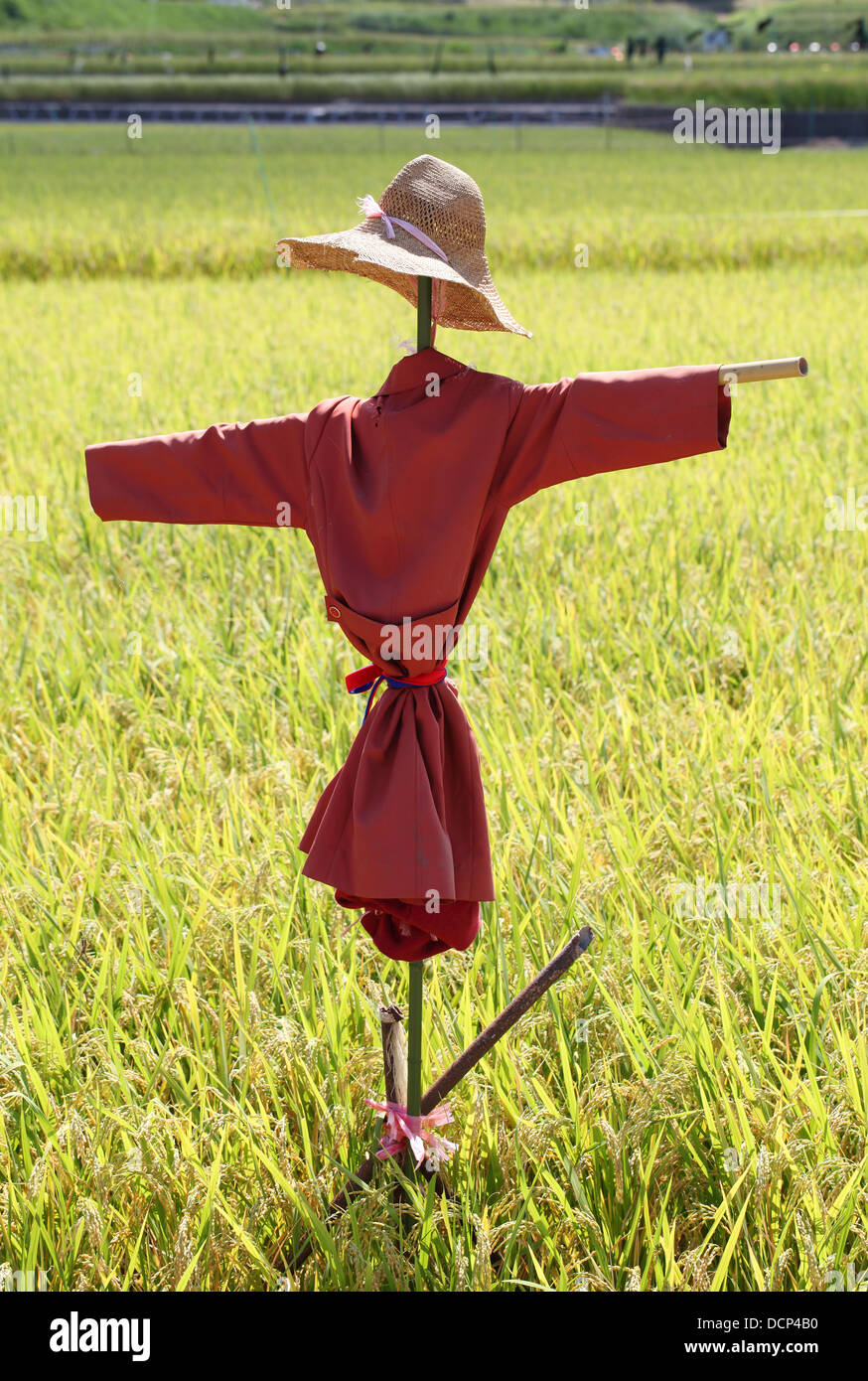 Scarecrow on the rice field in asia Stock Photo - Alamy