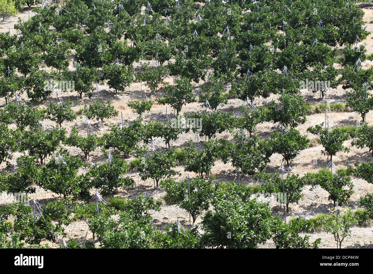 young orange trees planted in rows Stock Photo - Alamy
