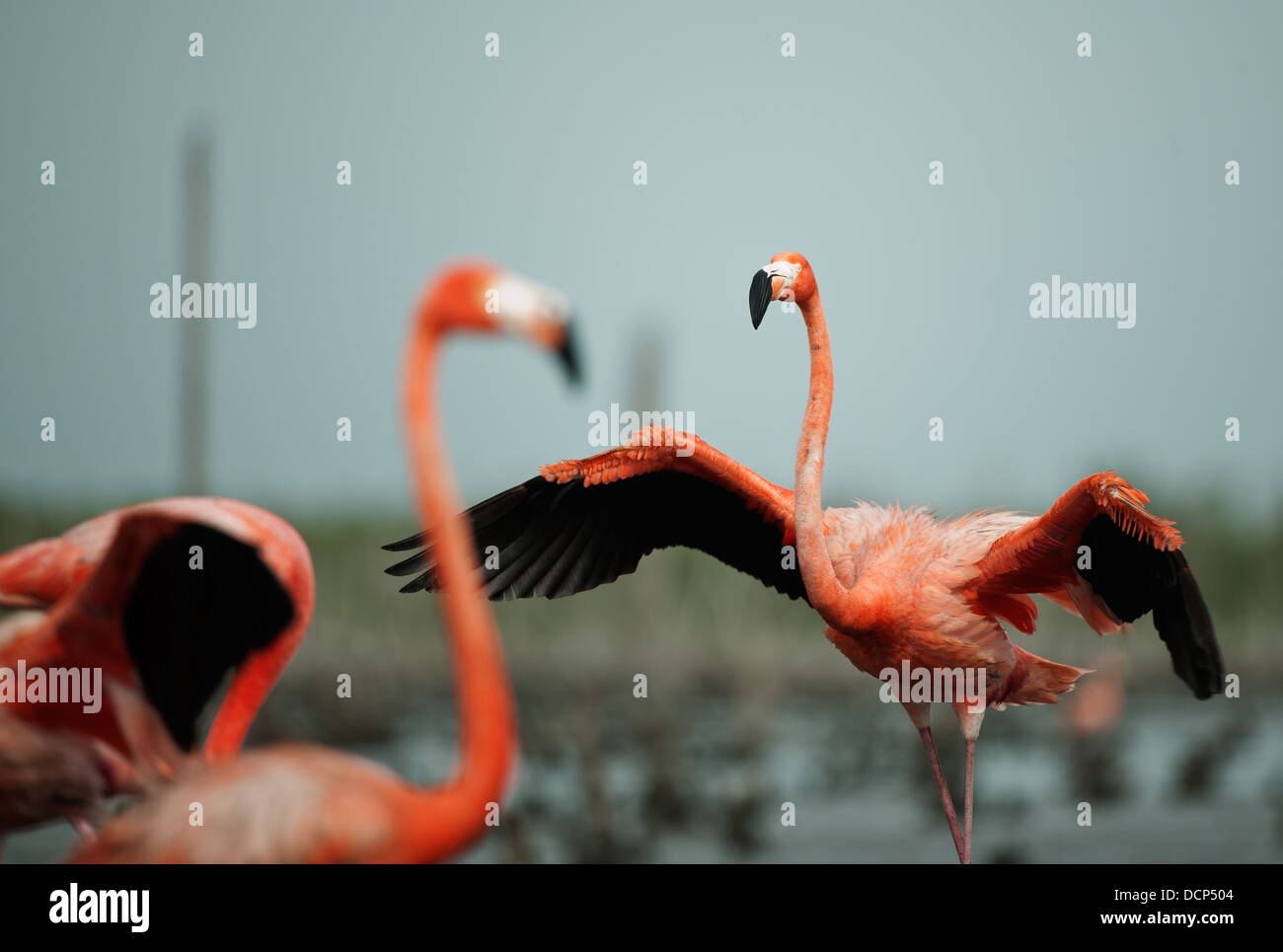Flamingo (Phoenicopterus ruber Stock Photo - Alamy