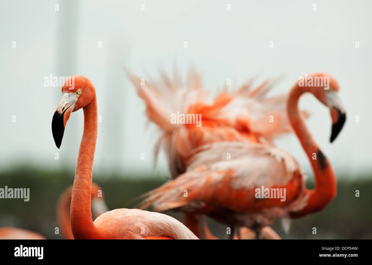 Flamingo (Phoenicopterus ruber Stock Photo - Alamy