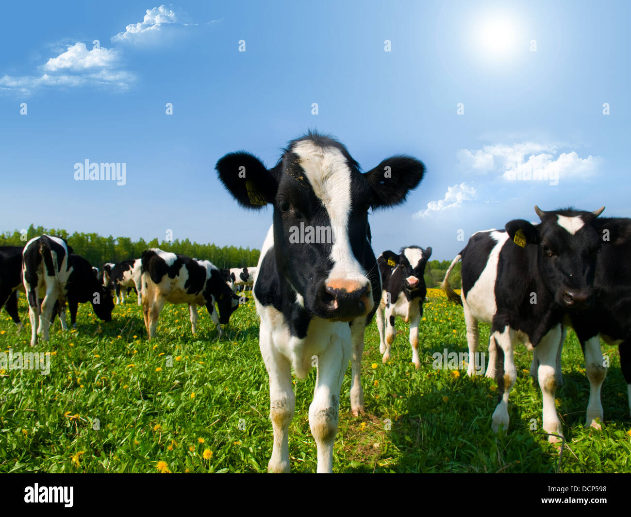 The cows hi-res stock photography and images - Alamy