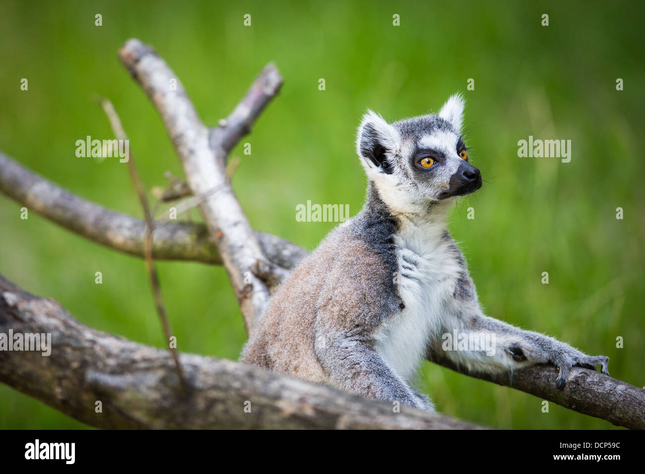 Lemur kata (Lemur catta Stock Photo - Alamy