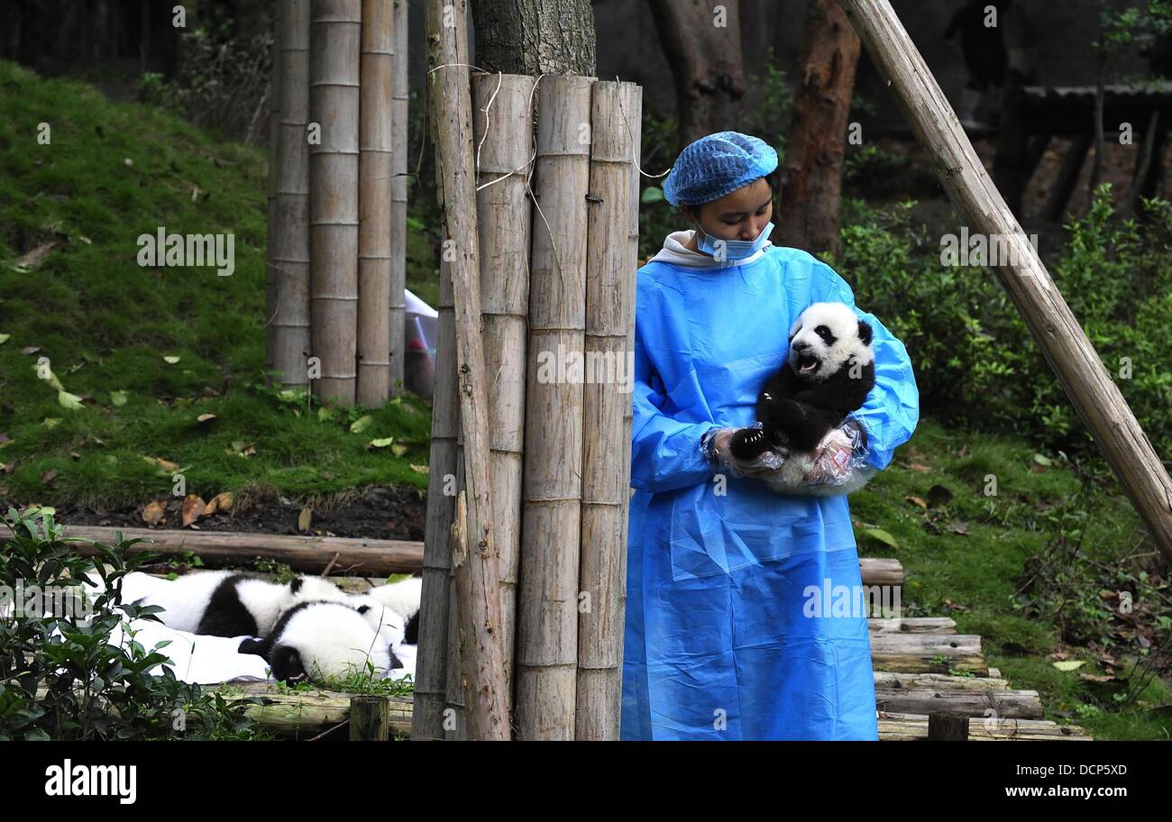 Sunbathing Pandas A feeder carries a panda cub to a sunbathing area at ...