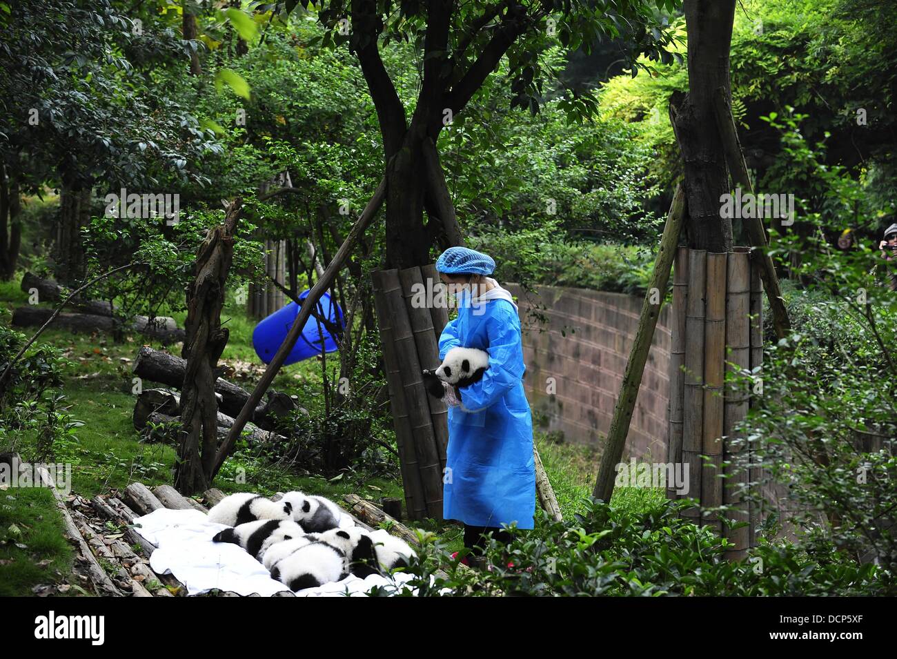 Sunbathing Pandas A feeder carries a panda cub to a sunbathing area at ...