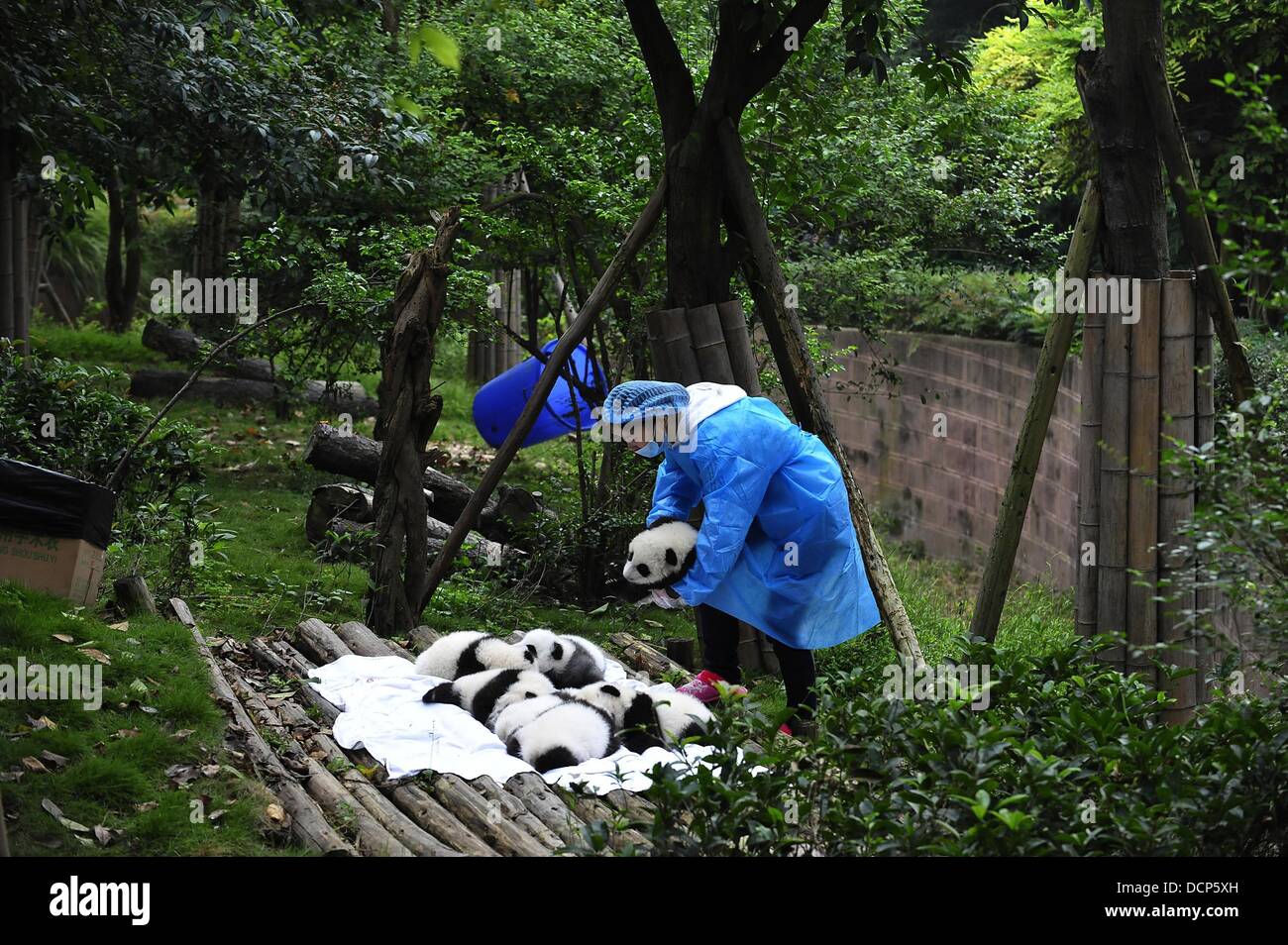 Sunbathing Pandas A feeder carries a panda cub to a sunbathing area at ...