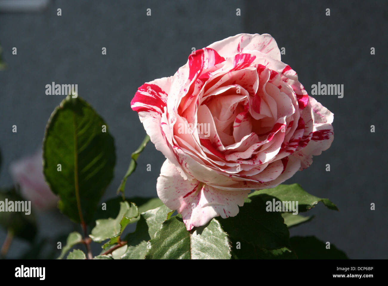 White Rose with Red Stock Photo - Alamy