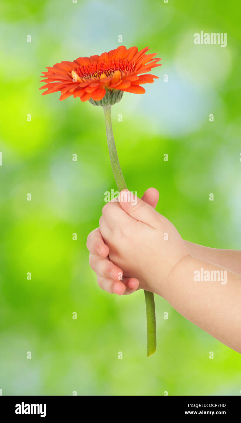 flower in hands Stock Photo - Alamy