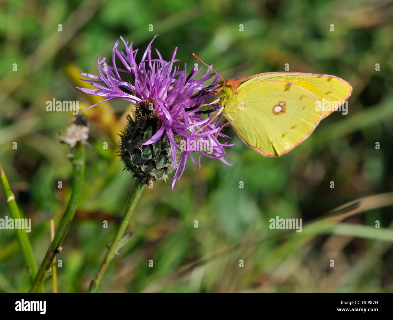 Clouded Yellow Butterfly - Colias croceus Female Underside on Greater ...