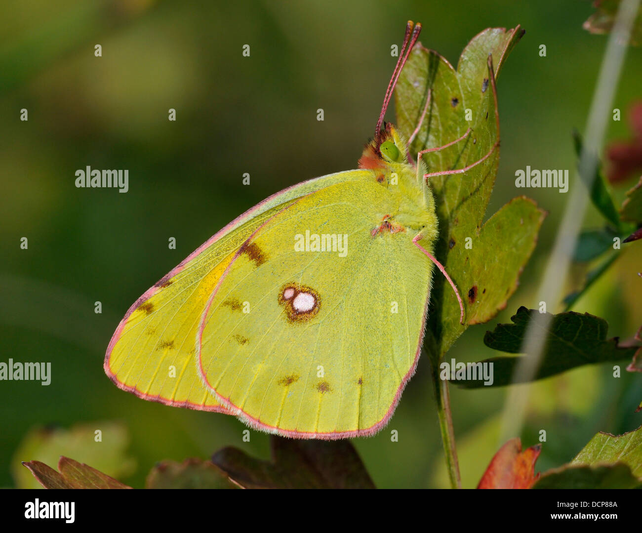 Clouded Yellow Butterfly Uk High Resolution Stock Photography and Images - Alamy