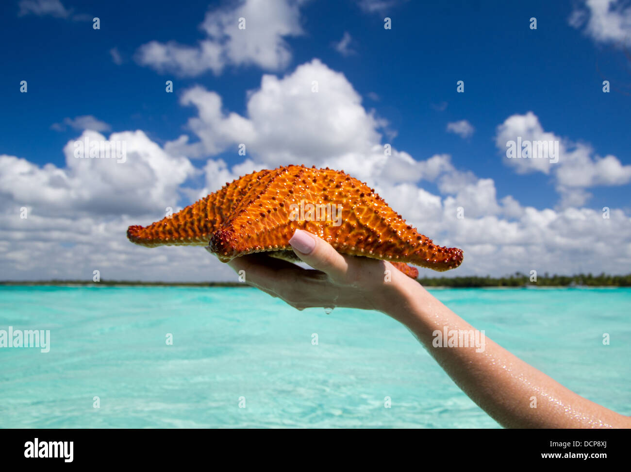 Starfish in hand Stock Photo - Alamy