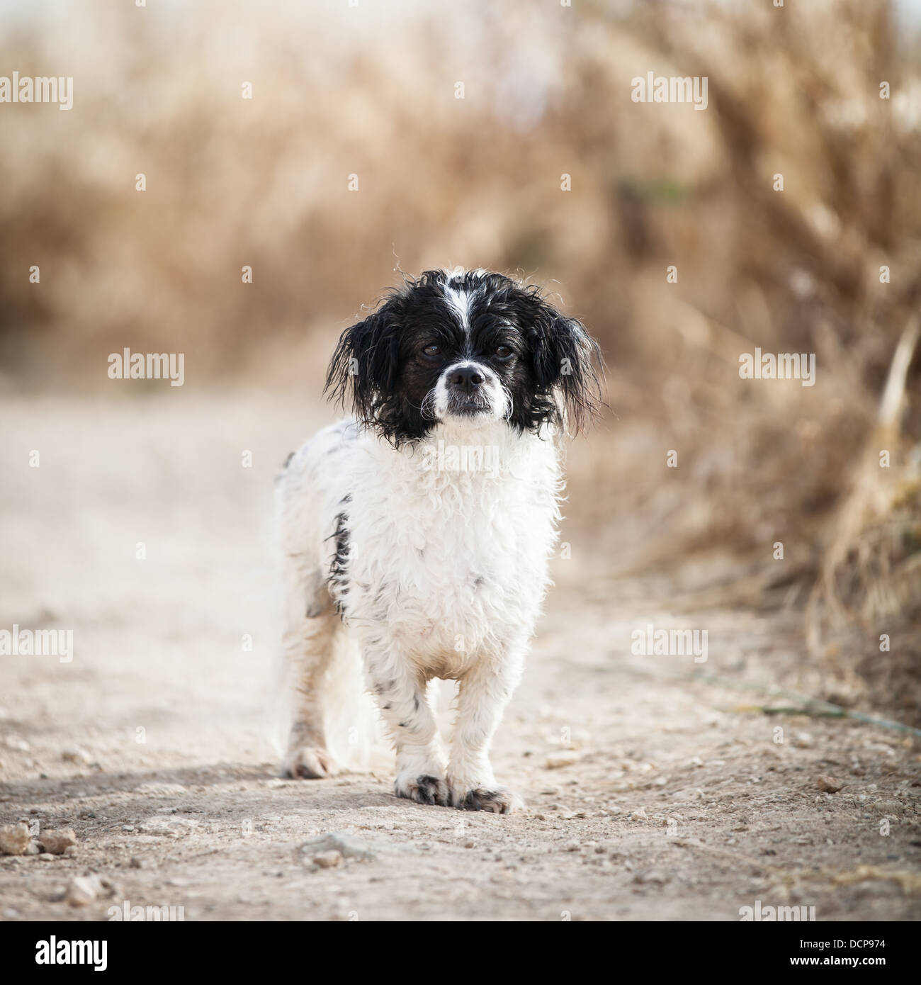Little dog in the sky hi-res stock photography and images - Alamy