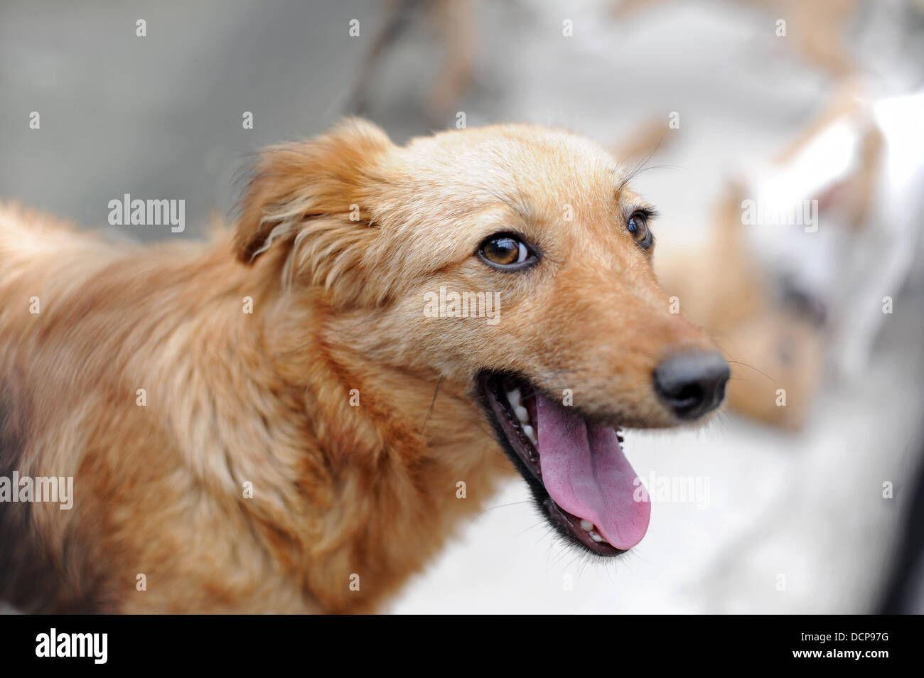 Guatemala street dog hi-res stock photography and images - Alamy