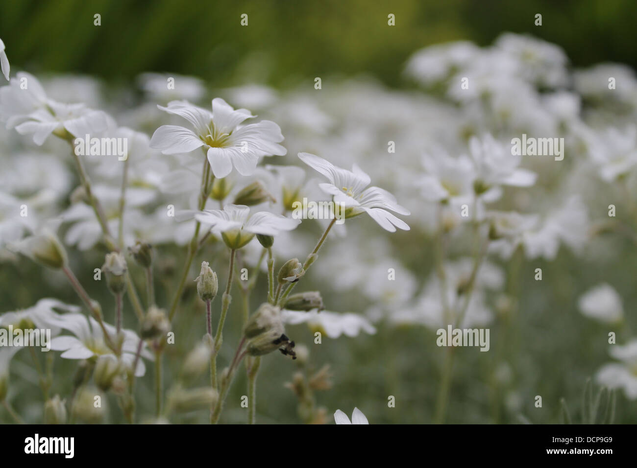 Close up of 'Snow in Summer' white flowers in rockery garden in ...