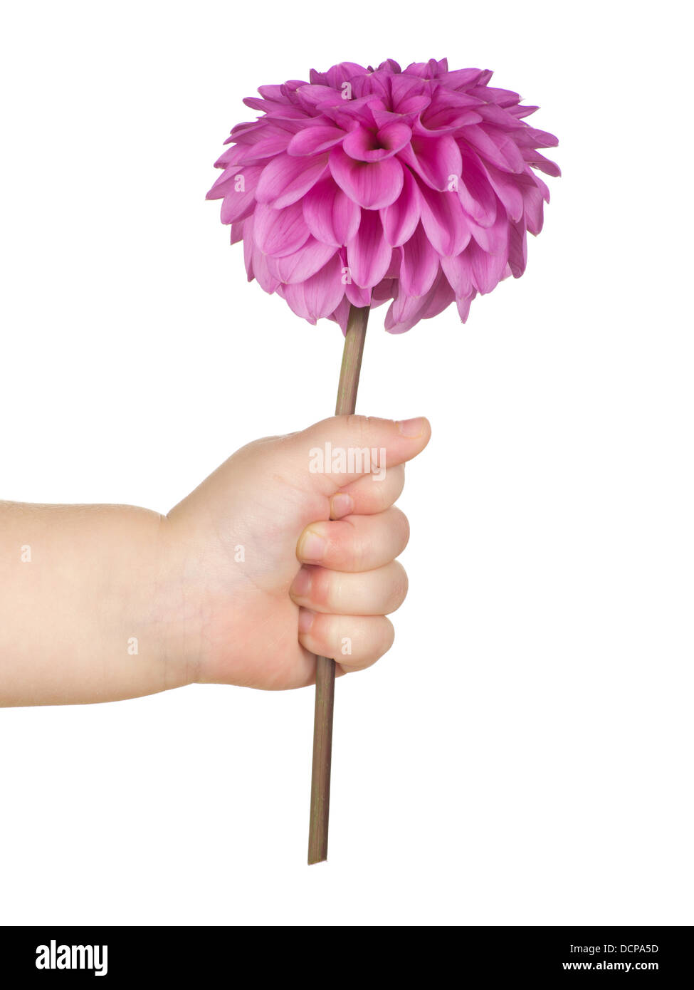 flower in hand Stock Photo - Alamy