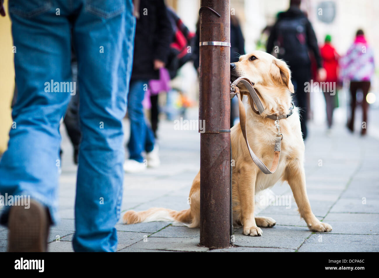 Cute dog waiting patiently for his master on a city street Stock Photo ...
