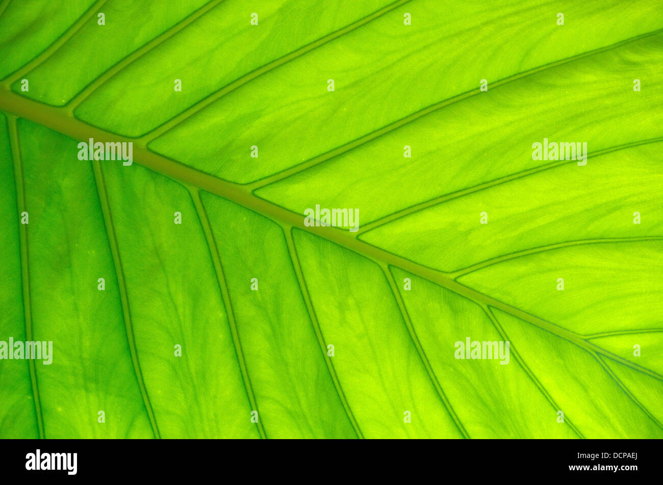structure of leaf Stock Photo - Alamy