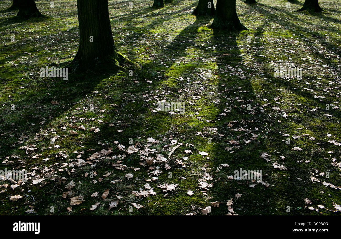 Low early spring setting sun in a forest casting long shadows Stock ...