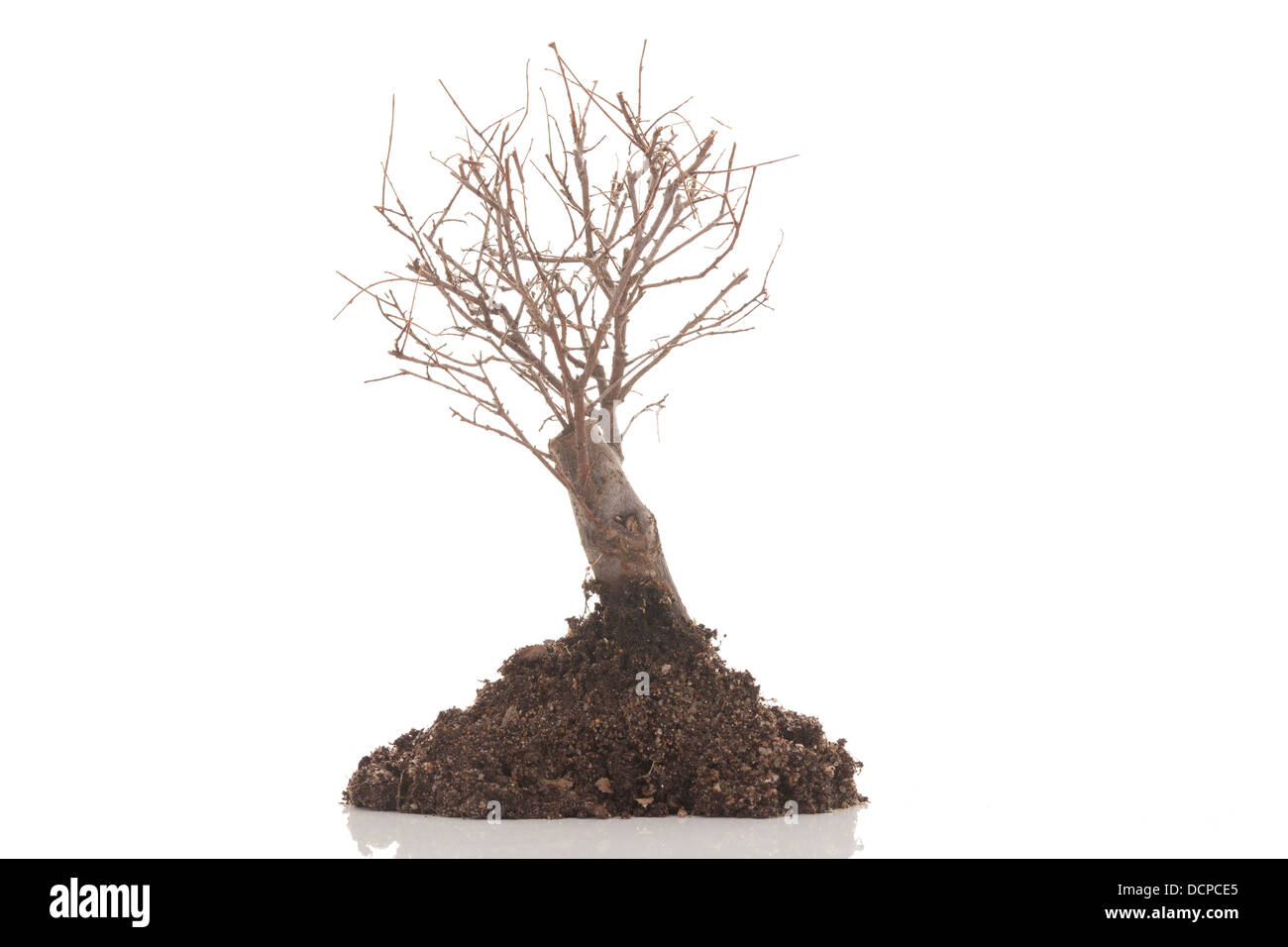 Tree curved branches hi-res stock photography and images - Alamy