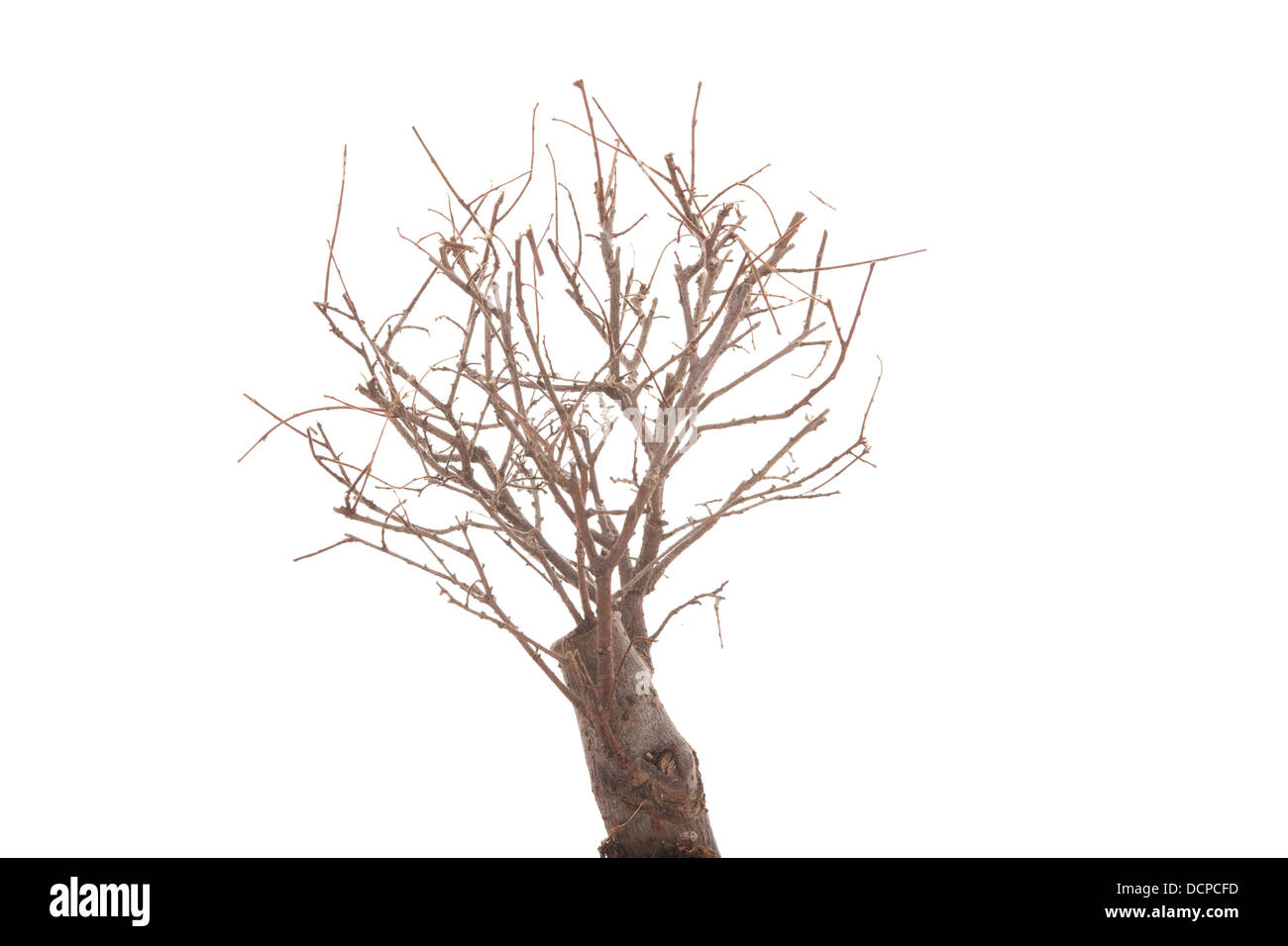 Tree curved branches hi-res stock photography and images - Alamy