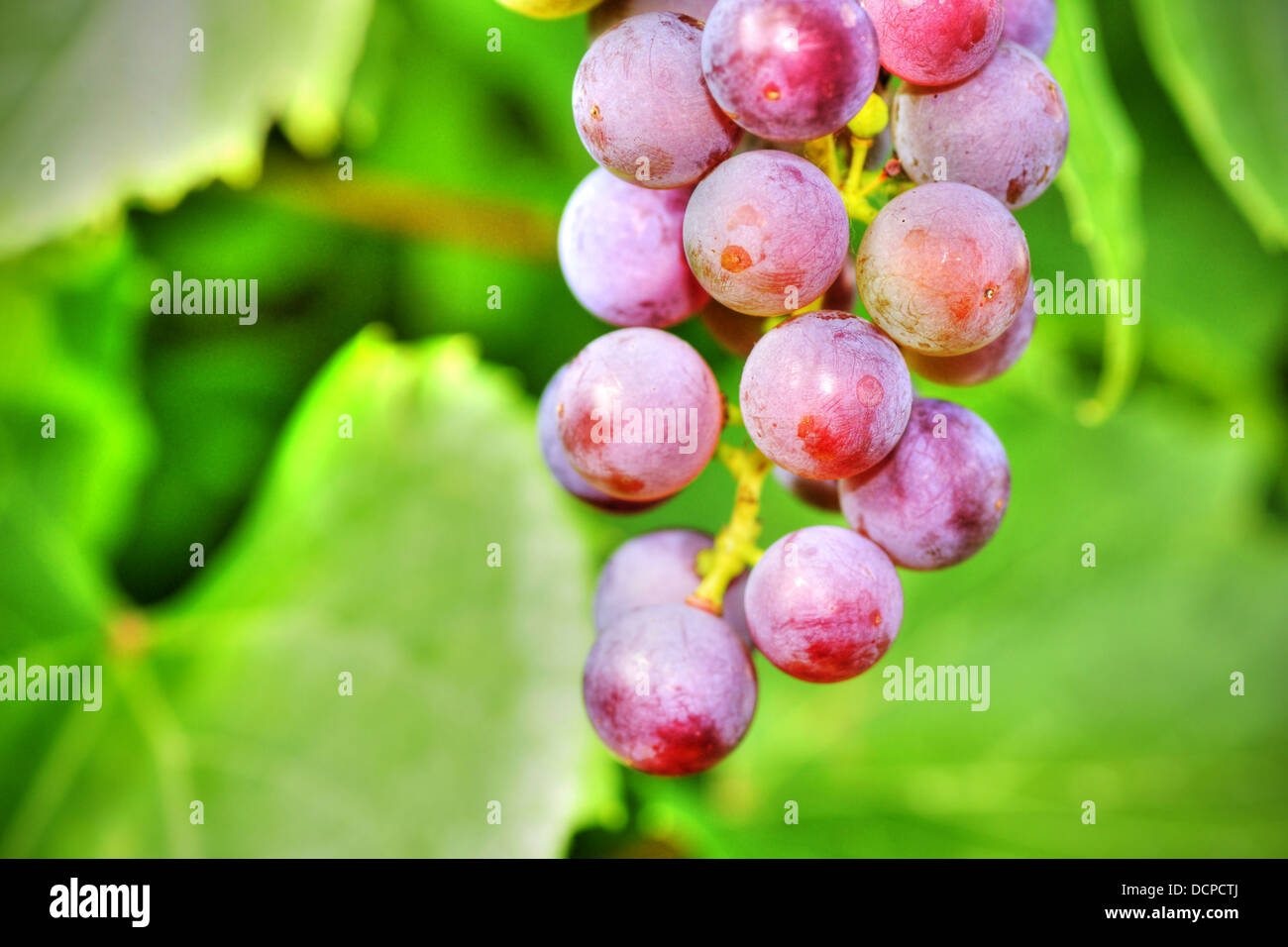 Culture leaves grapes fruit hi-res stock photography and images - Alamy