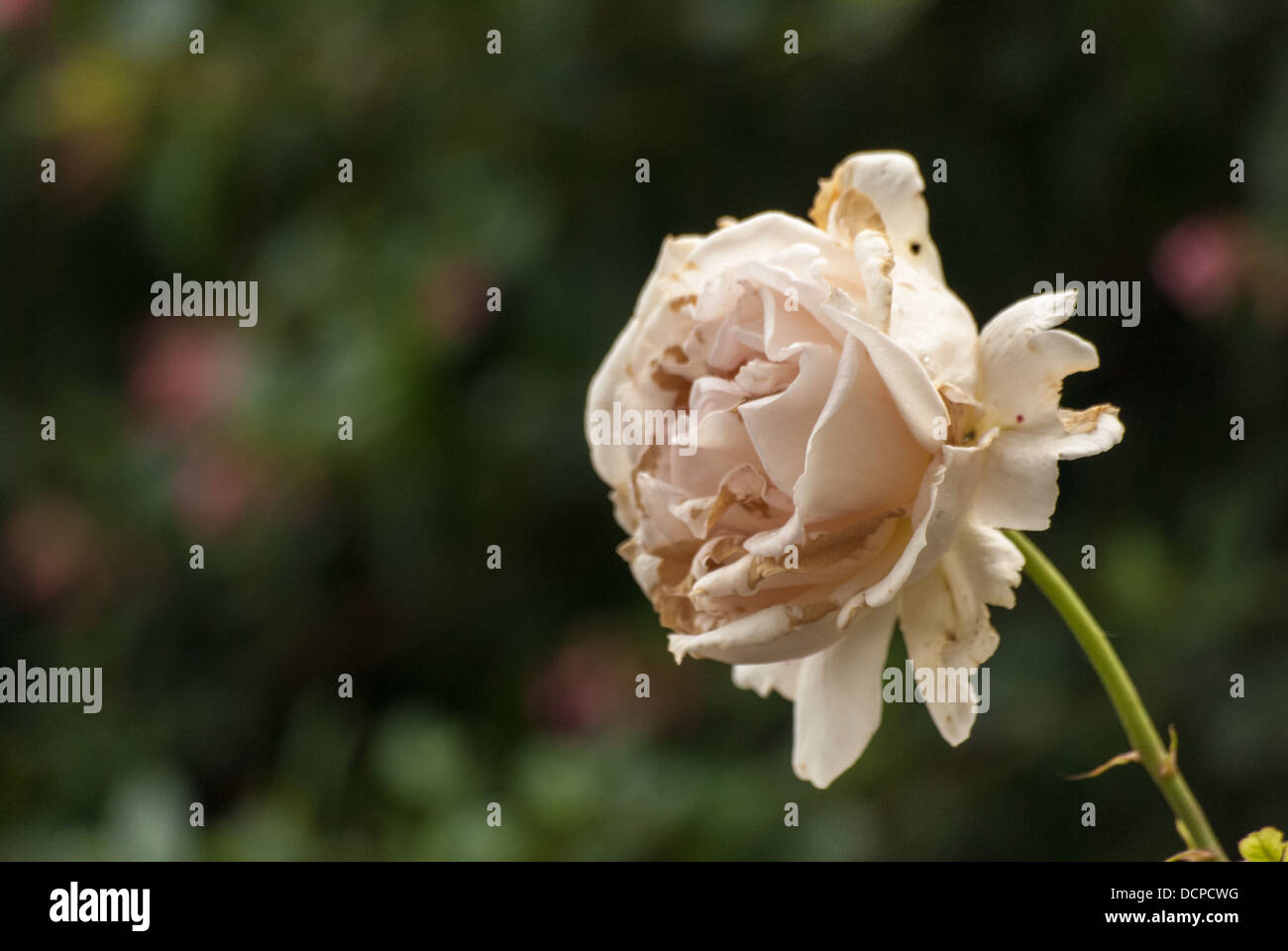 Dying rose hi-res stock photography and images - Alamy