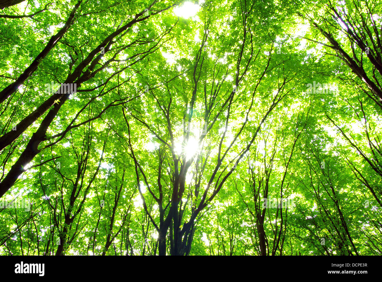 Bright colour nature hi-res stock photography and images - Alamy