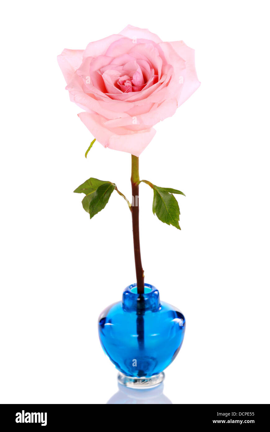Single pink rose in blue vase Stock Photo - Alamy
