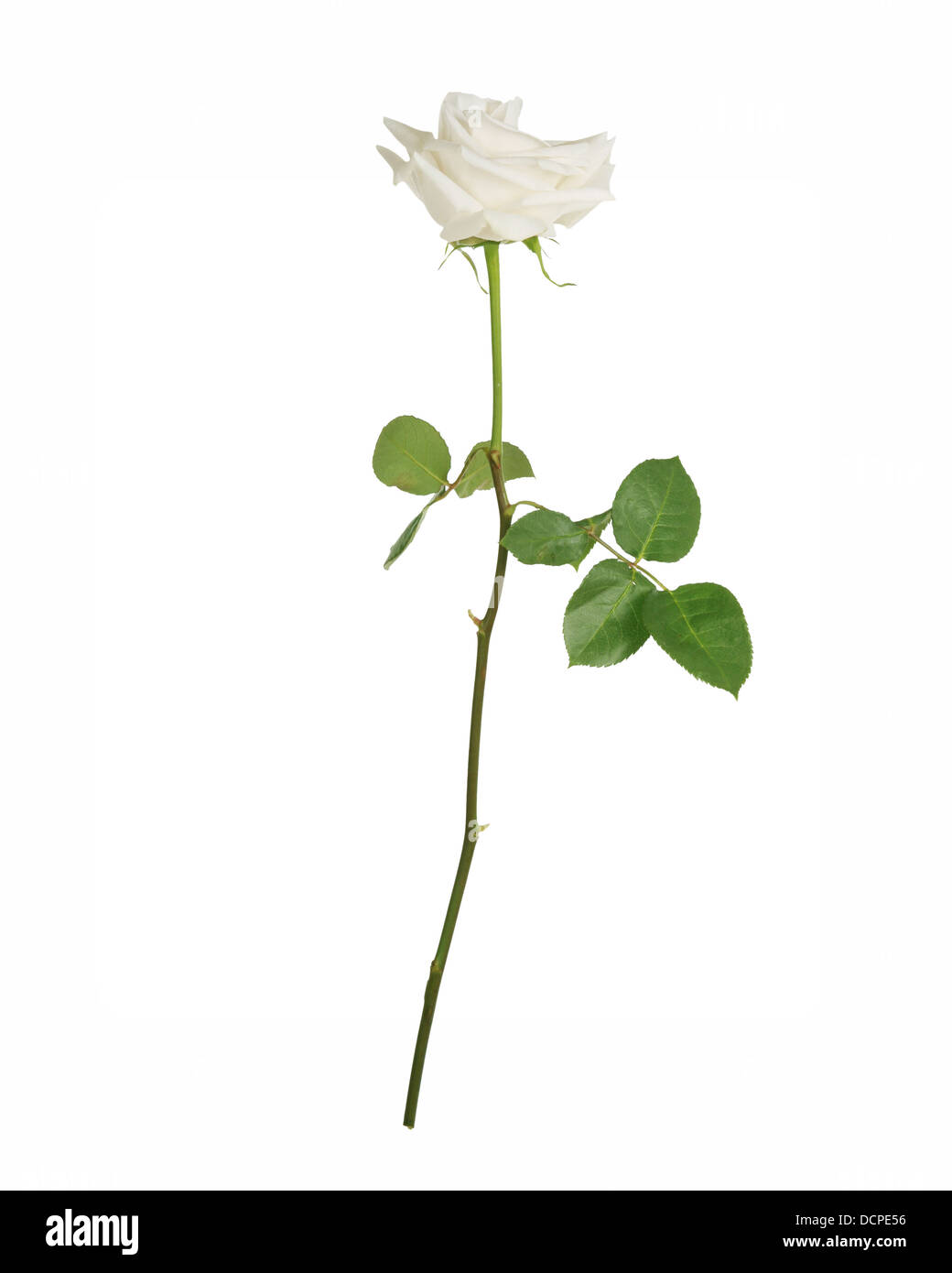 White rose isolated hi-res stock photography and images - Alamy