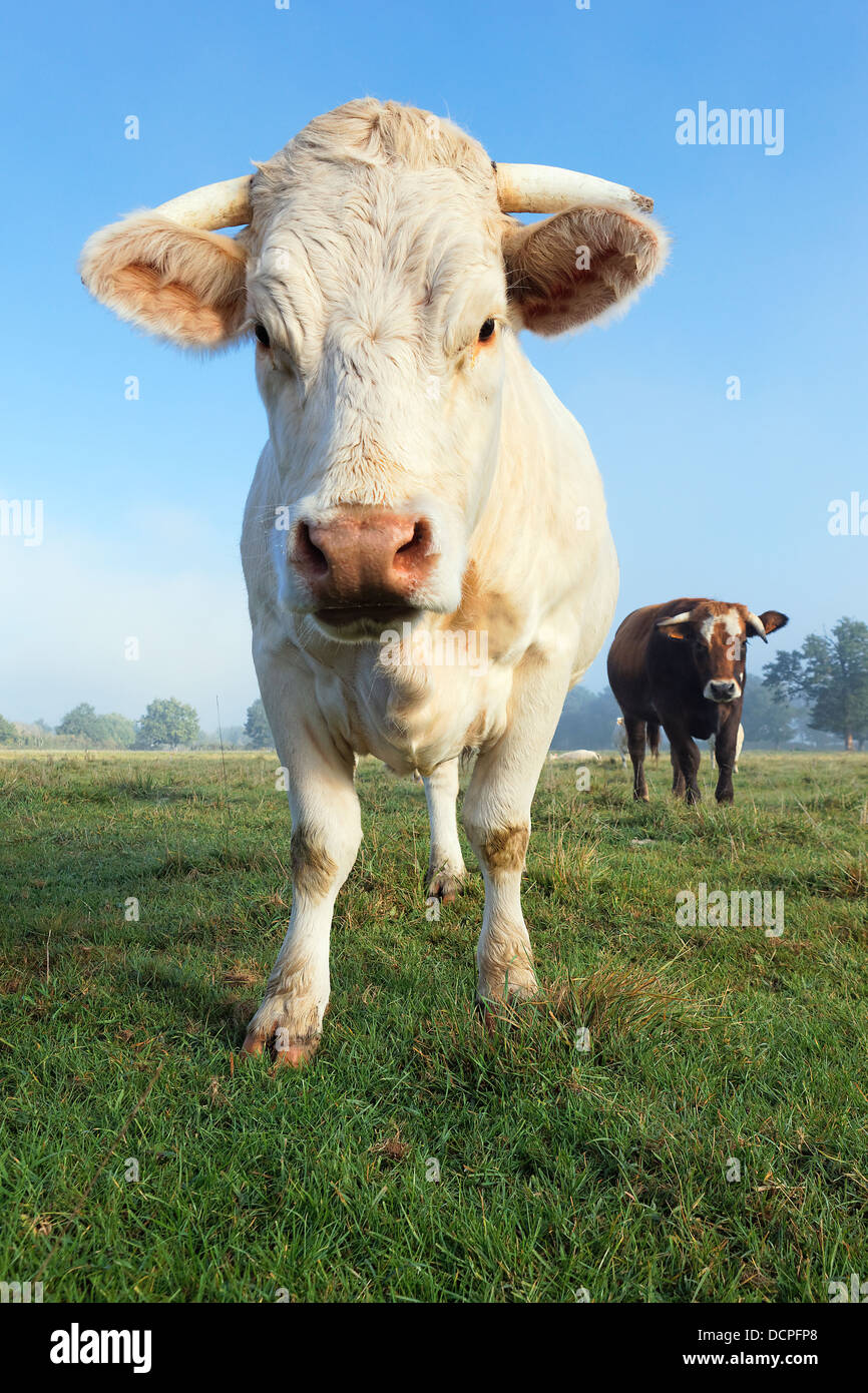 big white cow in a field Stock Photo - Alamy