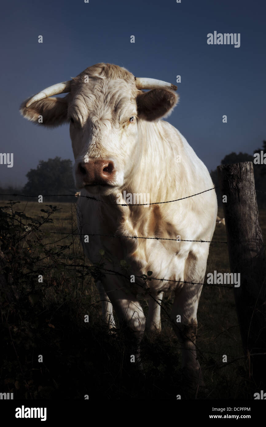 portrait of white cow Stock Photo - Alamy