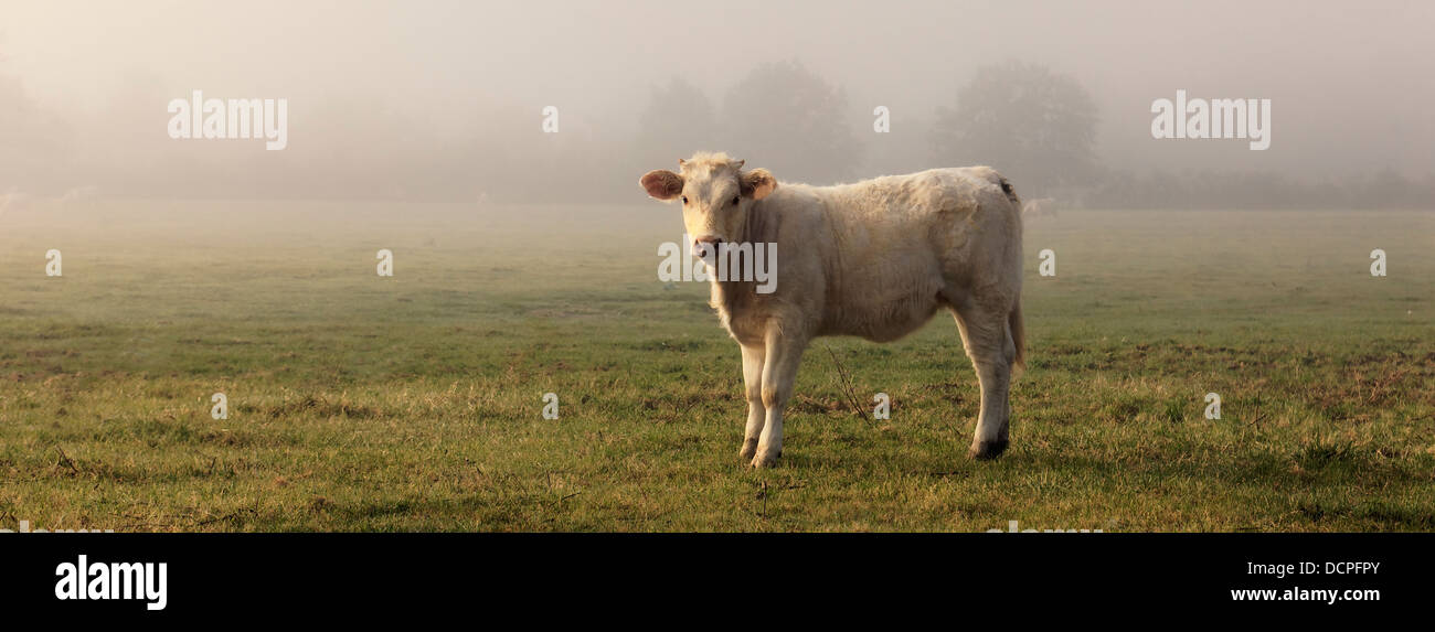 panoramic view of cow Stock Photo - Alamy