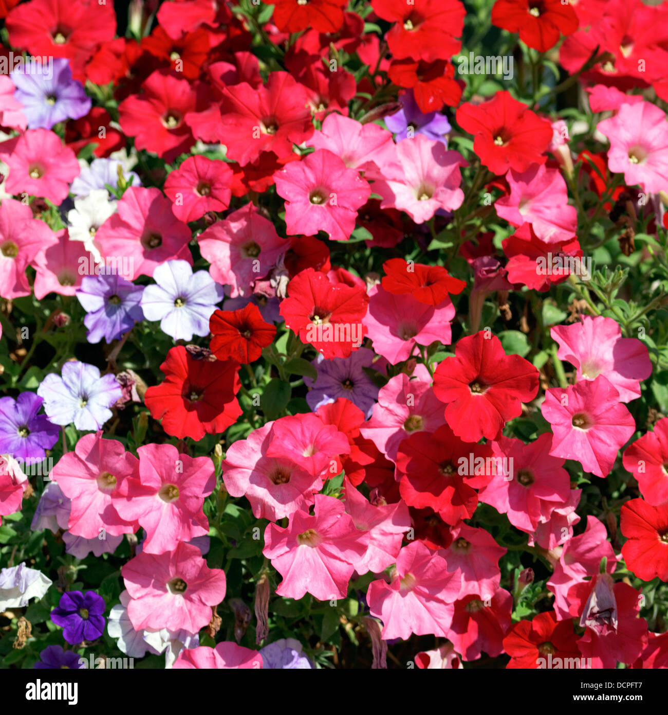 Garden plant arrangement hi-res stock photography and images - Alamy