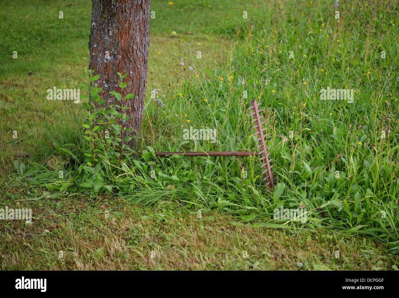 A rake in the garden. Photo: Frank May Stock Photo - Alamy