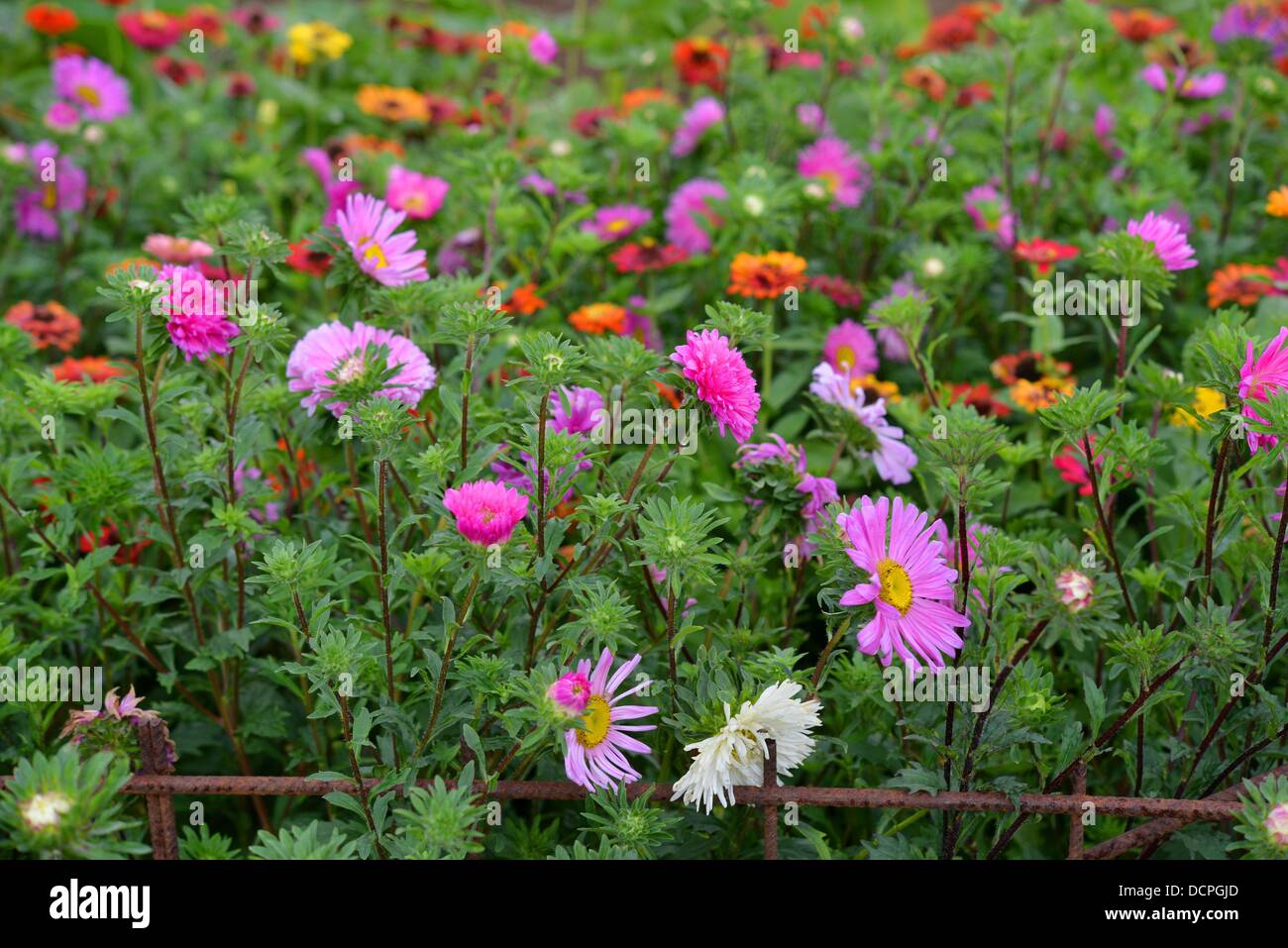 Frank blumen hi-res stock photography and images - Alamy