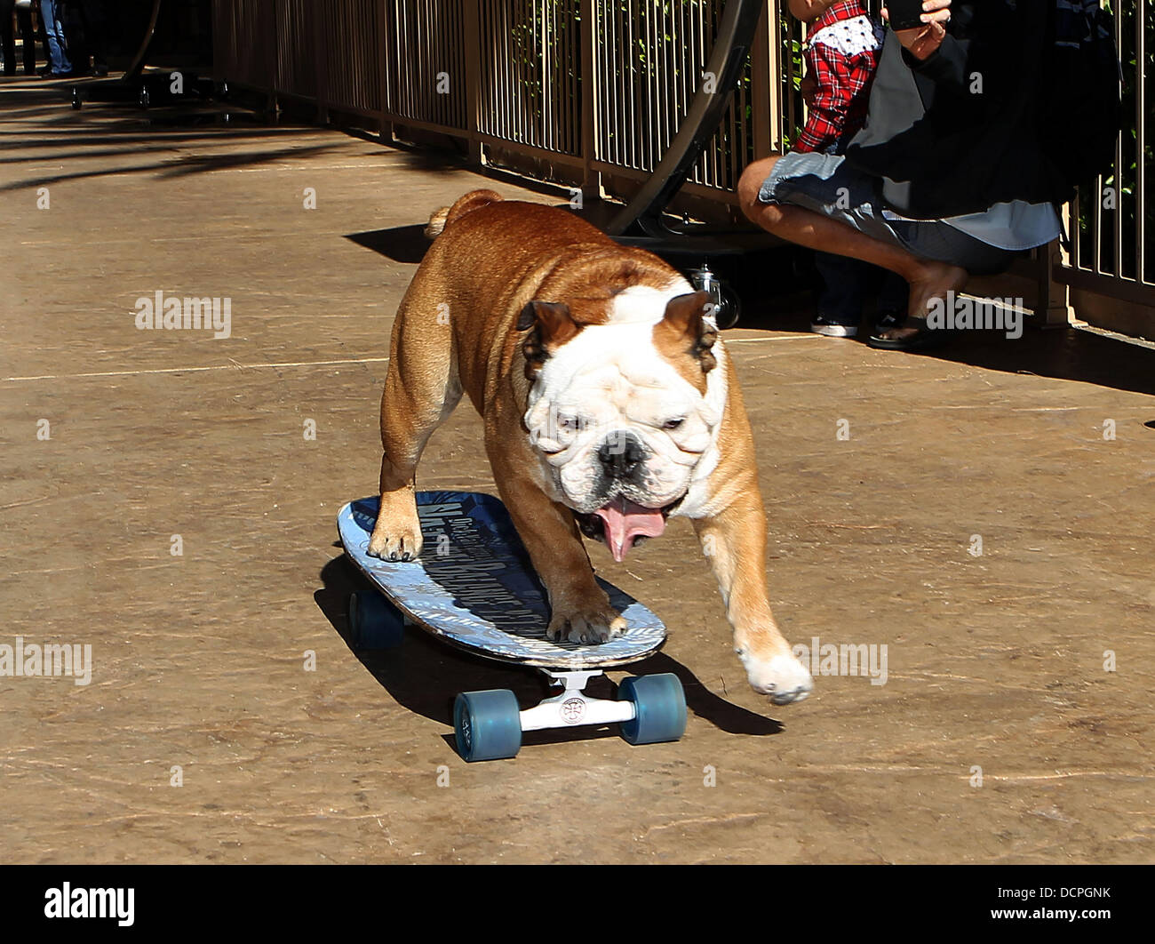 Tillman The Skateboarding Dog Stand Up For Skate Parks benefiting The ...