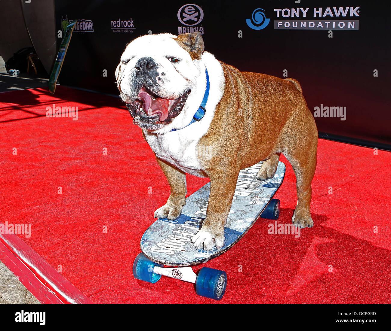 Skateboarding dog tillman hi-res stock photography and images - Alamy