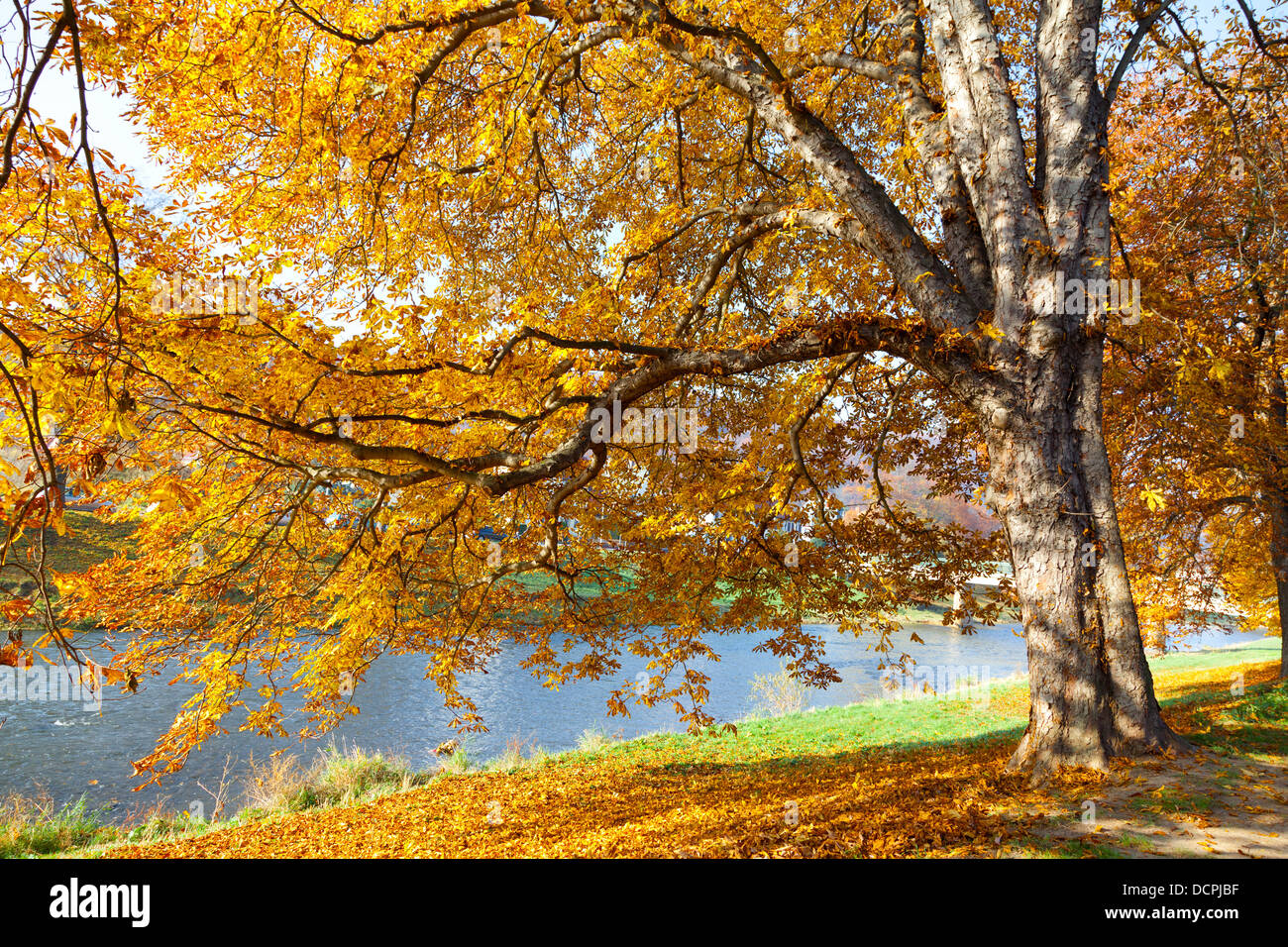 fall leaves trees Stock Photo - Alamy