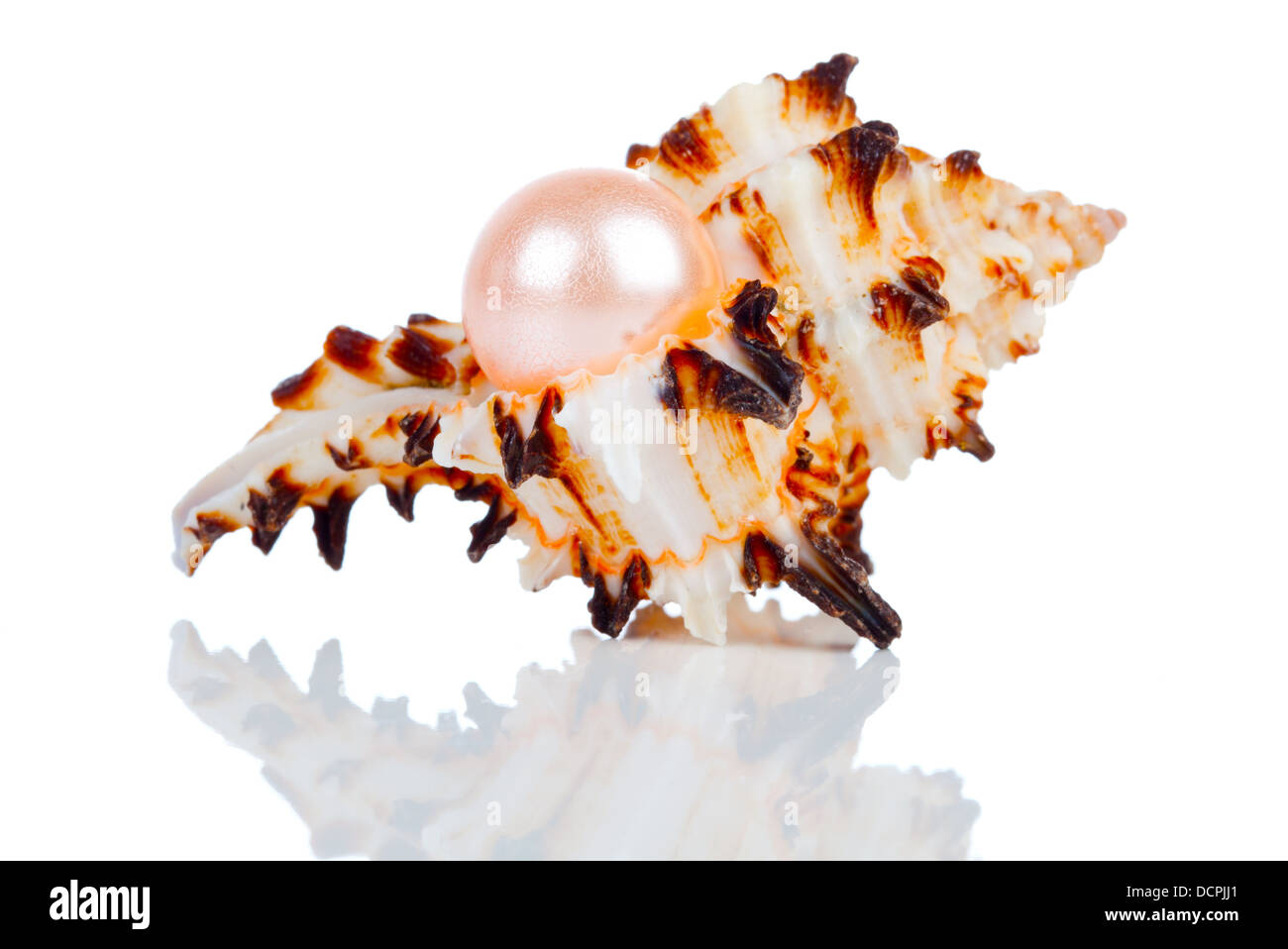 Big pearl in shell, isolated on a white background Stock Photo - Alamy