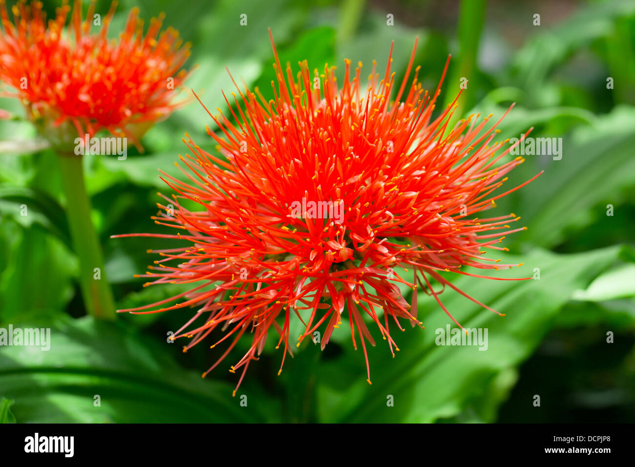 Haemanthus puniceus hi-res stock photography and images - Alamy