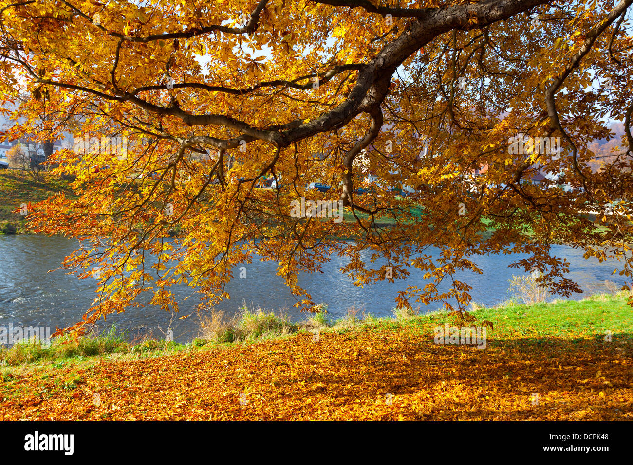 fall leaves trees Stock Photo - Alamy