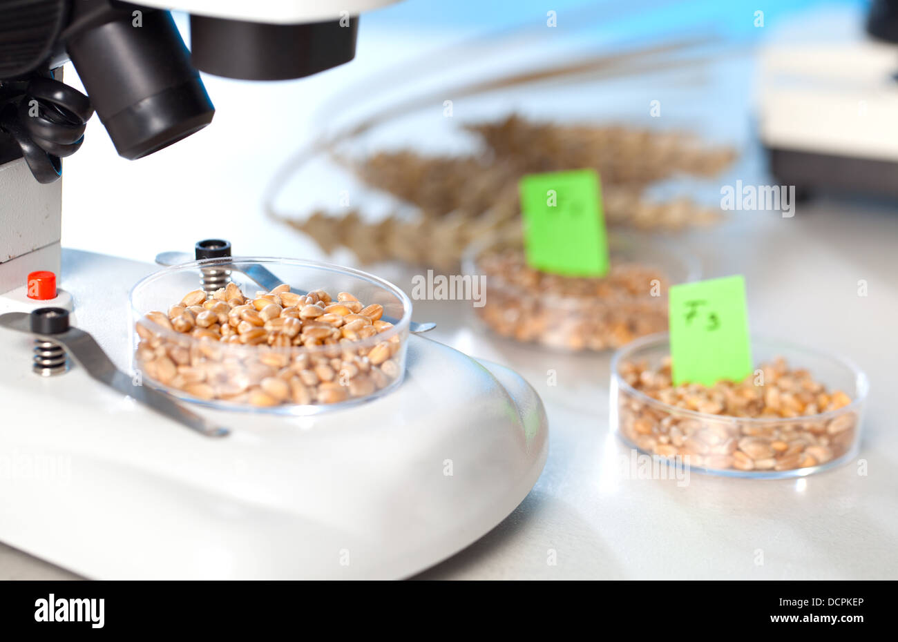 Corn Hybrid Selection genetic biotechnology Stock Photo - Alamy