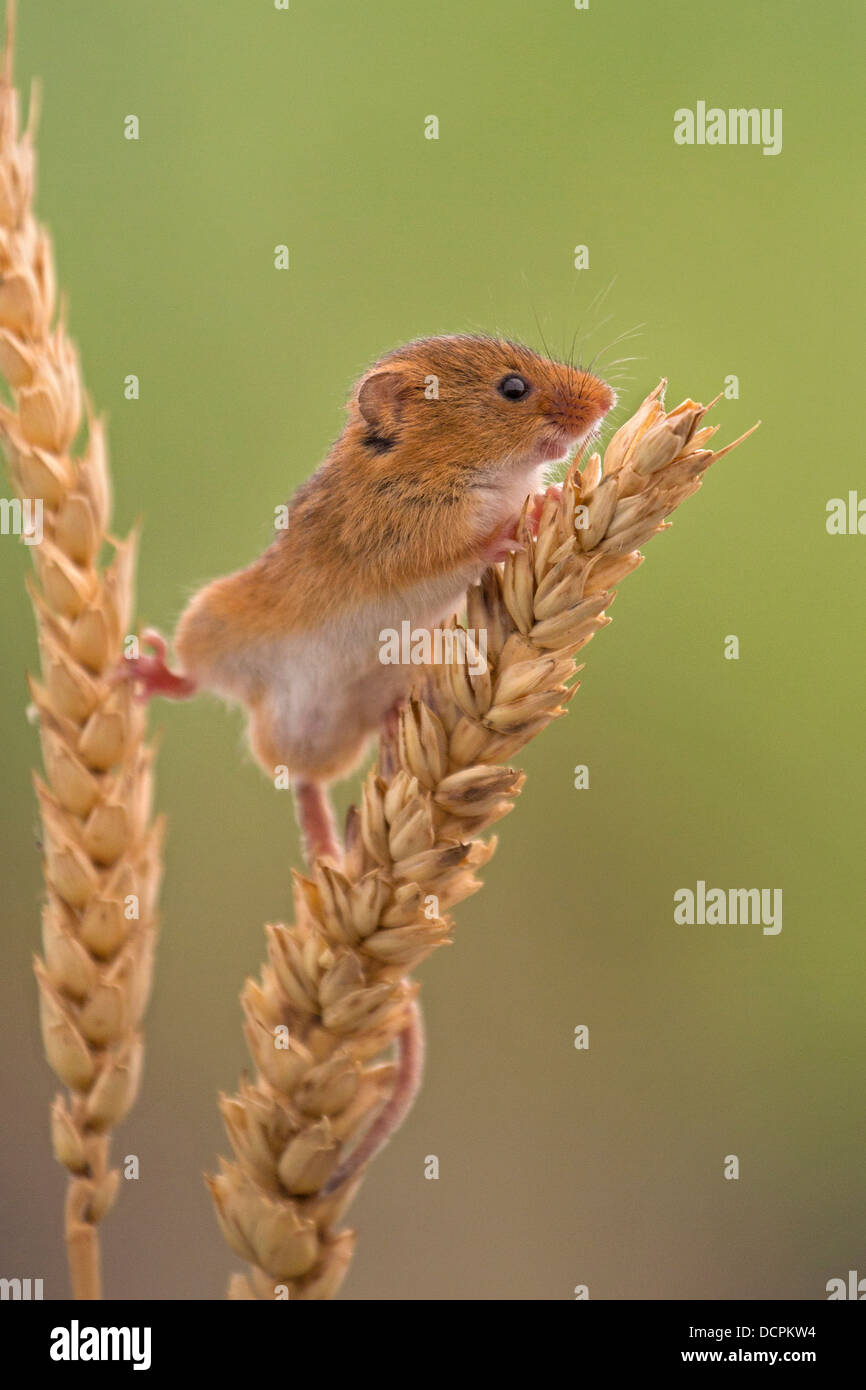 Harvest mouse hi-res stock photography and images - Alamy