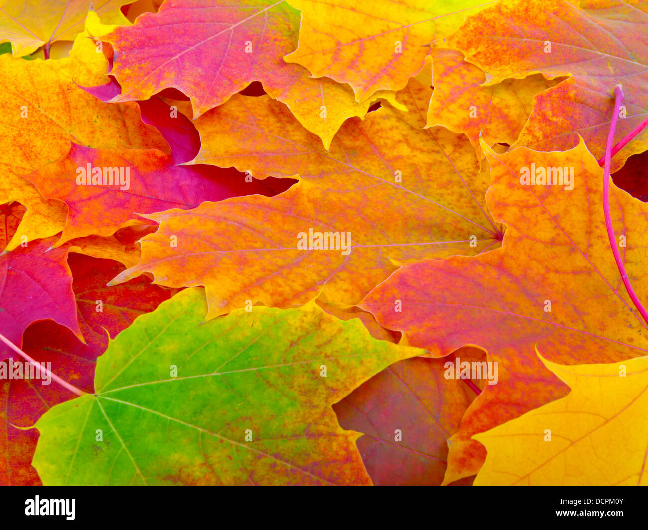 Fall leafs background, texture pattern Stock Photo - Alamy