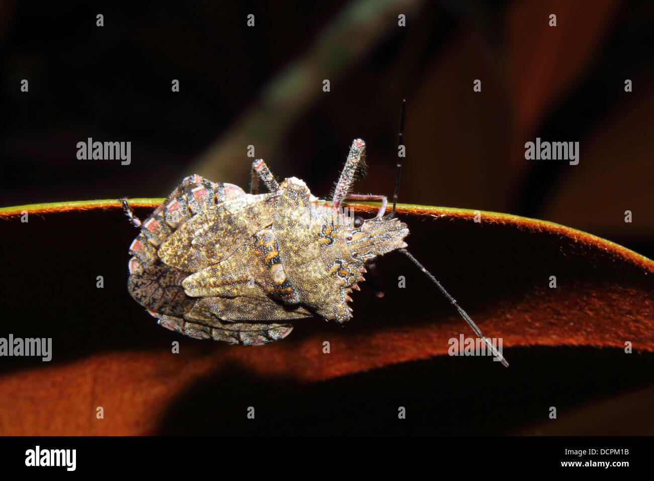 Armored insect hi-res stock photography and images - Alamy